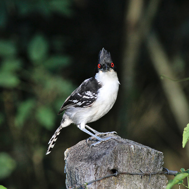 Foto choró-boi (Taraba major) Por Darcio Benavides | Wiki Aves - A ...