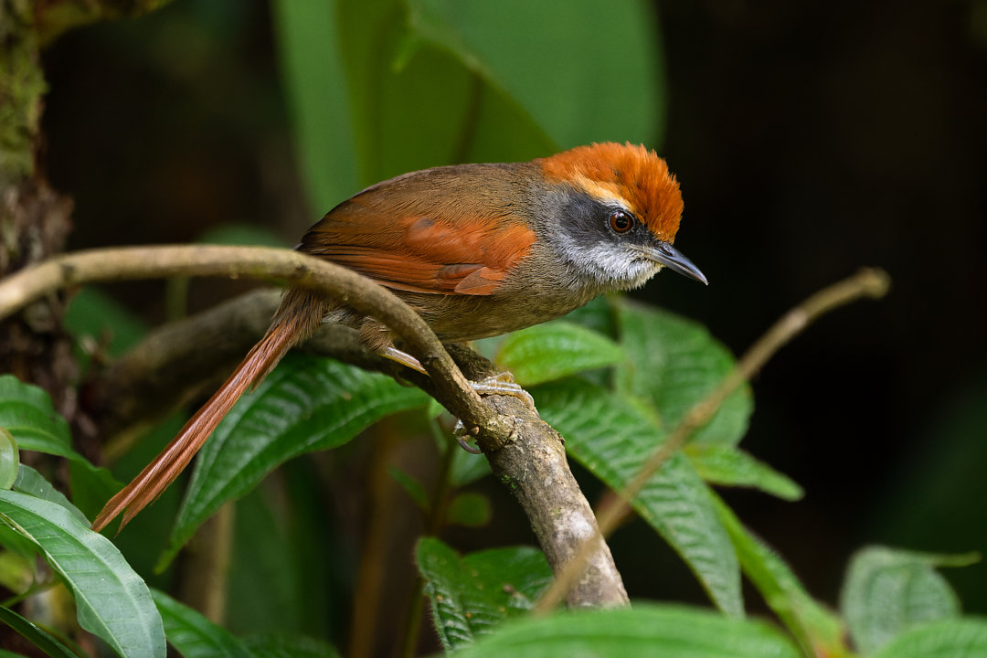 Foto pichororé (Synallaxis ruficapilla) Por Ernani Knupfer | Wiki Aves ...