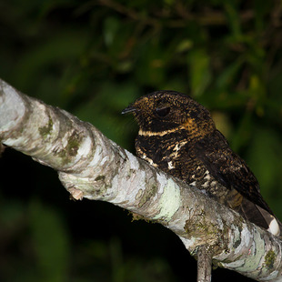 bacurau-rabo-de-seda (Antrostomus sericocaudatus) | WikiAves - A ...