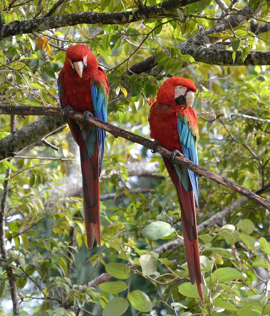 Foto arara-vermelha (Ara chloropterus) Por Jussara Gruber | Wiki Aves ...