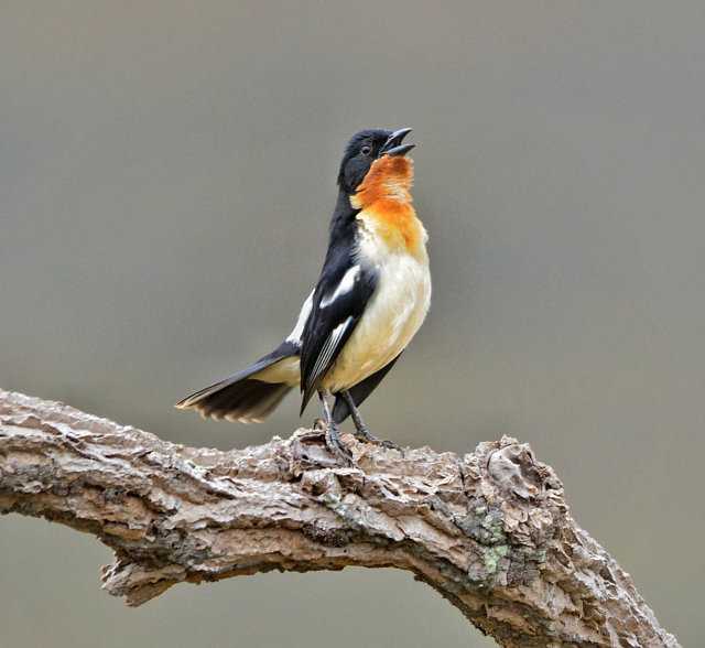 bandoleta (Cypsnagra hirundinacea) | WikiAves - A Enciclopédia das Aves ...