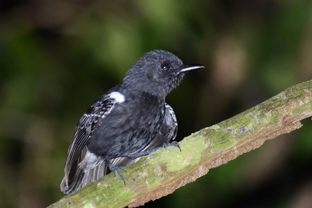 Foto choquinha-chumbo (Dysithamnus plumbeus) Por Bruno Rennó | Wiki ...