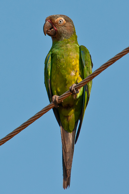 Foto periquito-de-cabeça-suja (Aratinga weddellii) Por Margi Moss ...