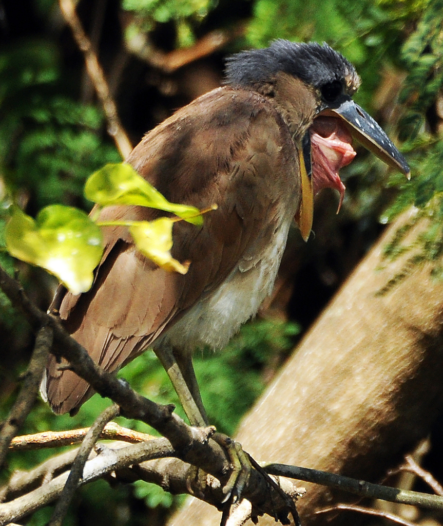 Foto arapapá (Cochlearius cochlearius) Por Andréa Faria Santos | Wiki ...
