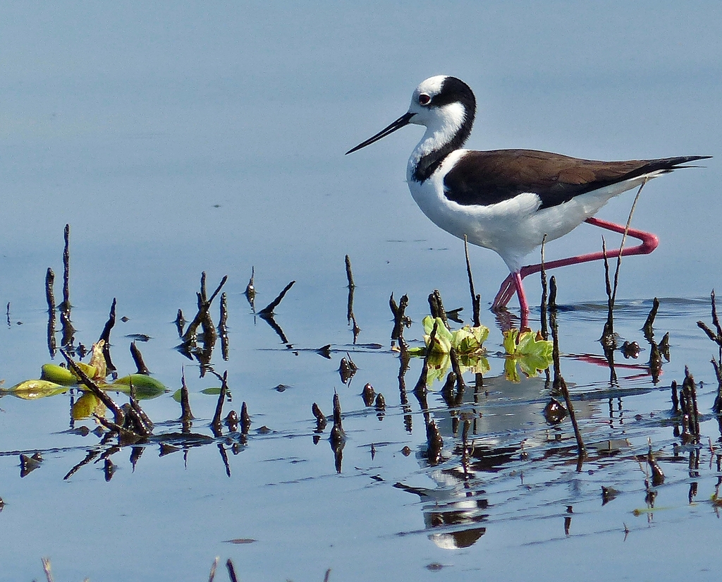 Foto pernilongo-de-costas-brancas (Himantopus melanurus) Por Joselito ...