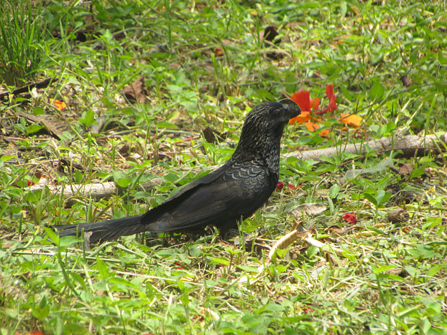Foto anu-preto (Crotophaga ani) Por Bruno Cesar | Wiki Aves - A ...