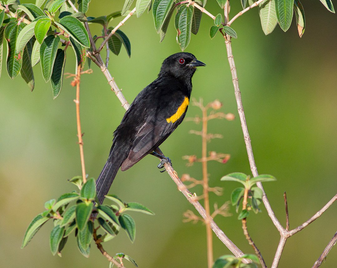 Foto encontro (Icterus pyrrhopterus) Por Marlos Menêzes | Wiki Aves - A ...