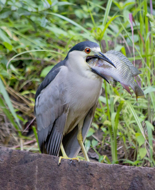 Foto socó-dorminhoco (Nycticorax nycticorax) Por Celso Queiroz | Wiki ...