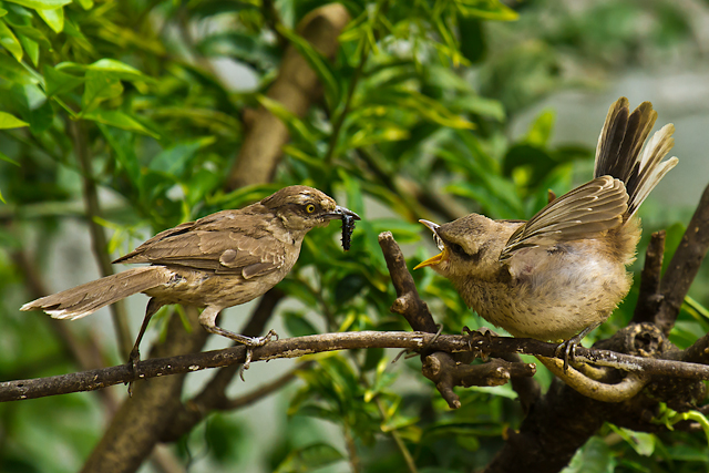 sabiá-do-campo (Mimus saturninus) | WikiAves - A Enciclopédia das Aves ...