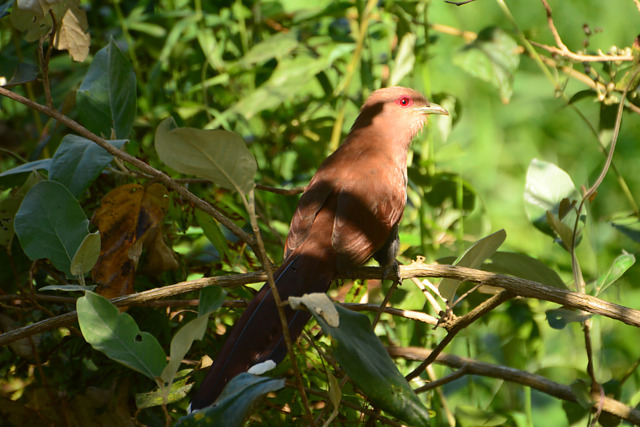 Foto alma-de-gato (Piaya cayana) Por Jean Jr Barcik | Wiki Aves - A ...