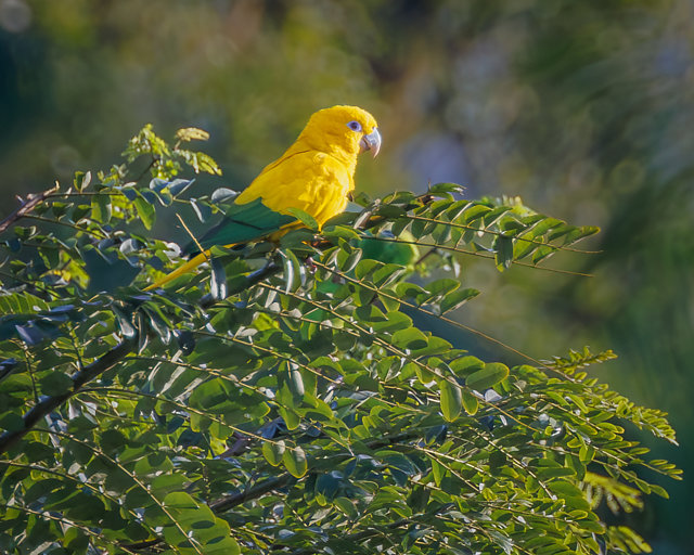 Foto ararajuba (Guaruba guarouba) Por Diomar Mühlmann | Wiki Aves - A ...