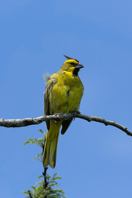 Foto cardeal-amarelo (Gubernatrix cristata) Por Valéria Boldrin | Wiki ...
