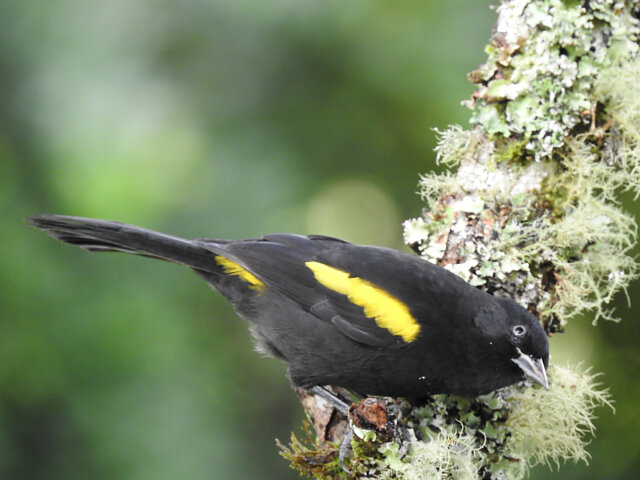 Foto tecelão (Cacicus chrysopterus) Por Melissa Alves | Wiki Aves - A ...