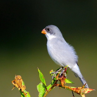 chorão (Sporophila leucoptera) | WikiAves - A Enciclopédia das Aves do ...
