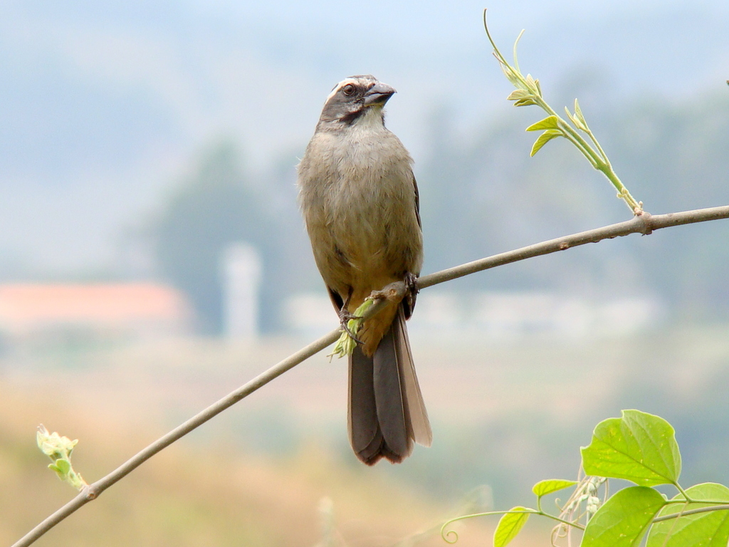 Foto trinca-ferro (Saltator similis) Por Constantino Melo | Wiki Aves ...