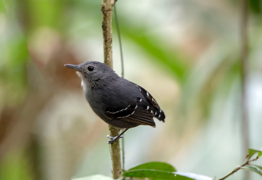 Foto choquinha-de-garganta-clara (Isleria hauxwelli) Por Rita Carvalho ...
