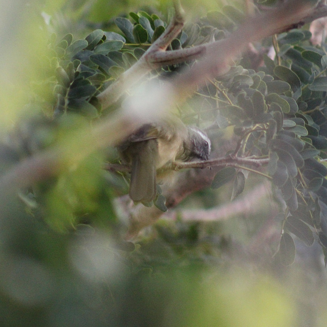 Foto trinca-ferro (Saltator similis) Por Nieta Águeda | Wiki Aves - A ...