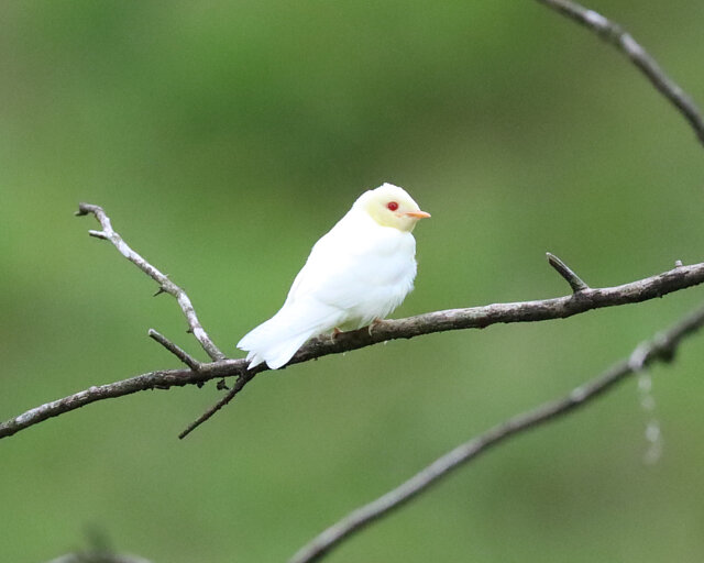 Foto andorinha-serradora (Stelgidopteryx ruficollis) Por Zigmar ...