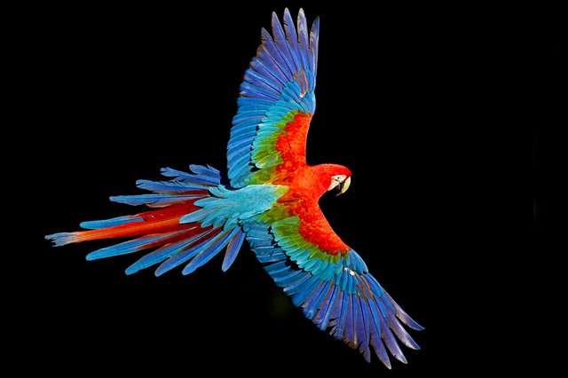 arara-vermelha (Ara chloropterus) | WikiAves - A Enciclopédia das Aves ...