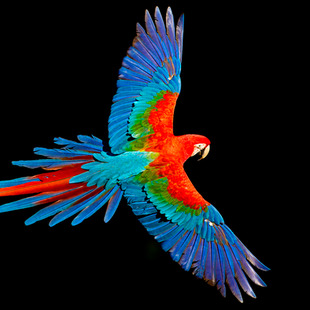 Psittacidae | WikiAves - A Enciclopédia das Aves do Brasil