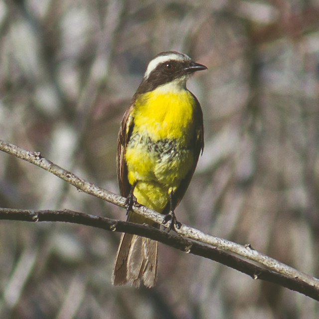 Foto bentevizinho-de-penacho-vermelho (Myiozetetes similis) Por Jaelson ...