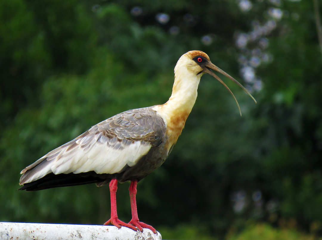 Foto curicaca (Theristicus caudatus) Por Caroline Camargo | Wiki Aves ...