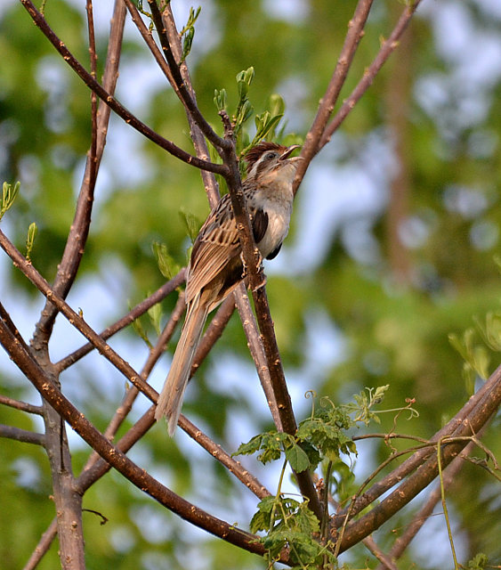 Foto saci (Tapera naevia) Por Luciano Moura | Wiki Aves - A ...