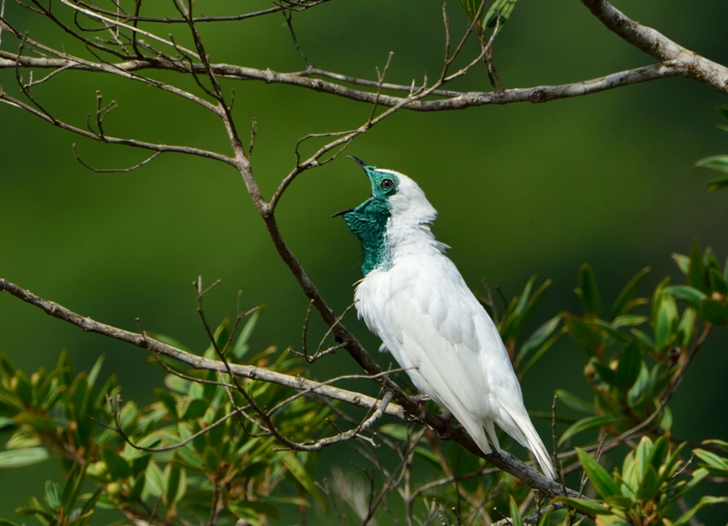 Foto araponga (Procnias nudicollis) Por Luiz Ribenboim | Wiki Aves - A ...