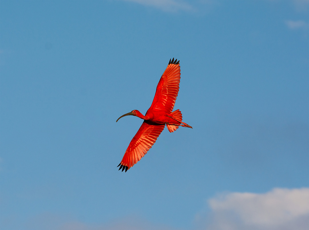 Foto guará (Eudocimus ruber) Por Fabyano Costa | Wiki Aves - A ...