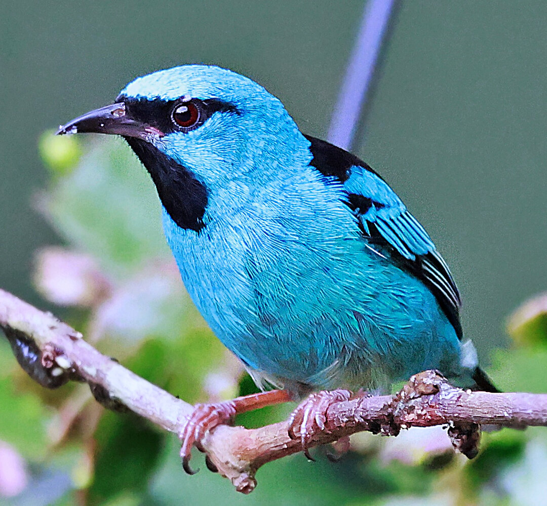 Foto saí-azul (Dacnis cayana) Por Valmir Luciano Nicolletti | Wiki Aves - A Enciclopédia das ...
