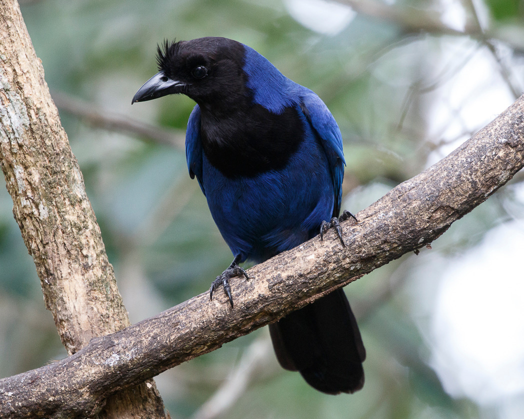 Foto gralha-azul (Cyanocorax caeruleus) Por Silvia Faustino Linhares ...