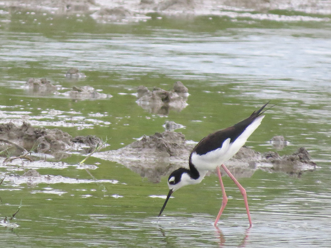 Foto pernilongo-de-costas-negras (Himantopus mexicanus) Por Paulo César ...