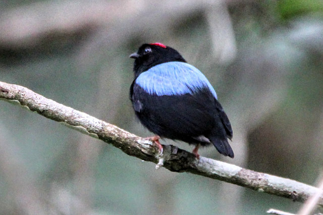Foto tangará-príncipe (Chiroxiphia pareola) Por Paulo Valadao | Wiki ...