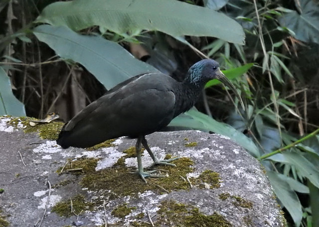 Foto coró-coró (Mesembrinibis cayennensis) Por Veronica Albuquerque ...