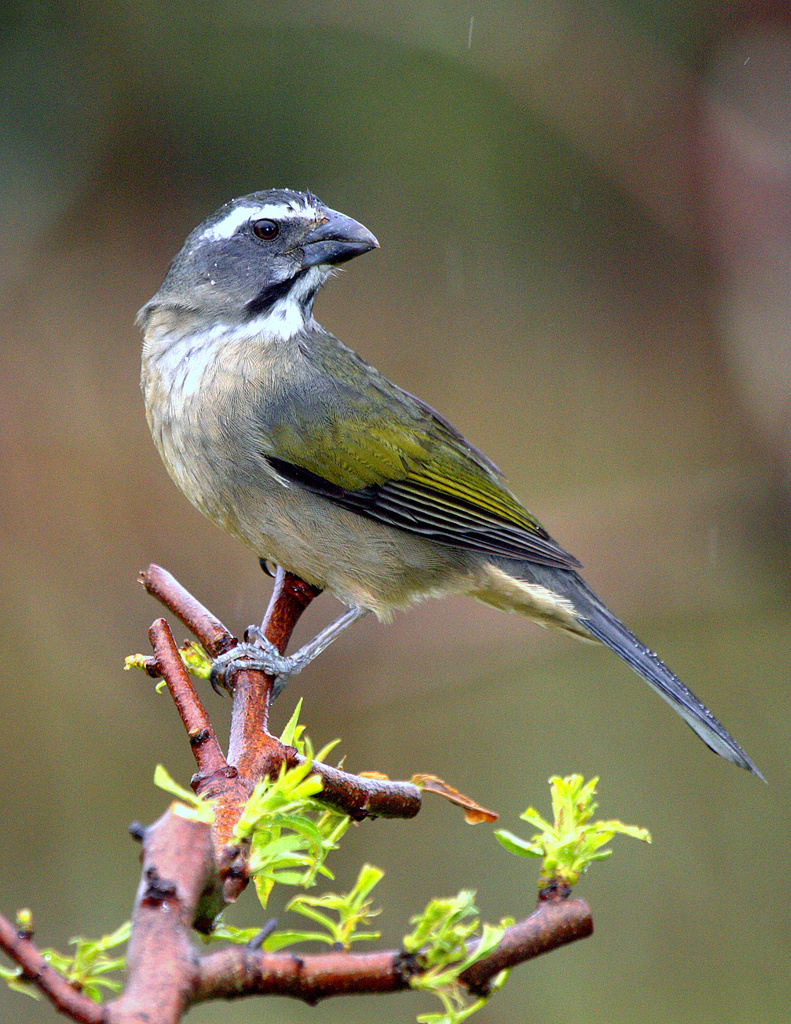 Foto trinca-ferro (Saltator similis) Por José Branco | Wiki Aves - A ...