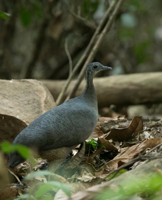 azulona (Tinamus tao) | WikiAves - A Enciclopédia das Aves do Brasil