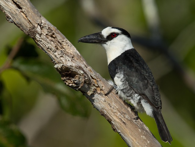 macuru-de-testa-branca (Notharchus hyperrhynchus) | WikiAves - A ...