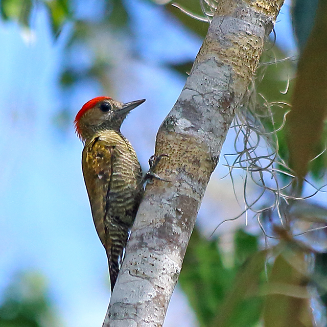 Foto pica-pau-pequeno (Veniliornis passerinus) Por Rafael Cerqueira ...