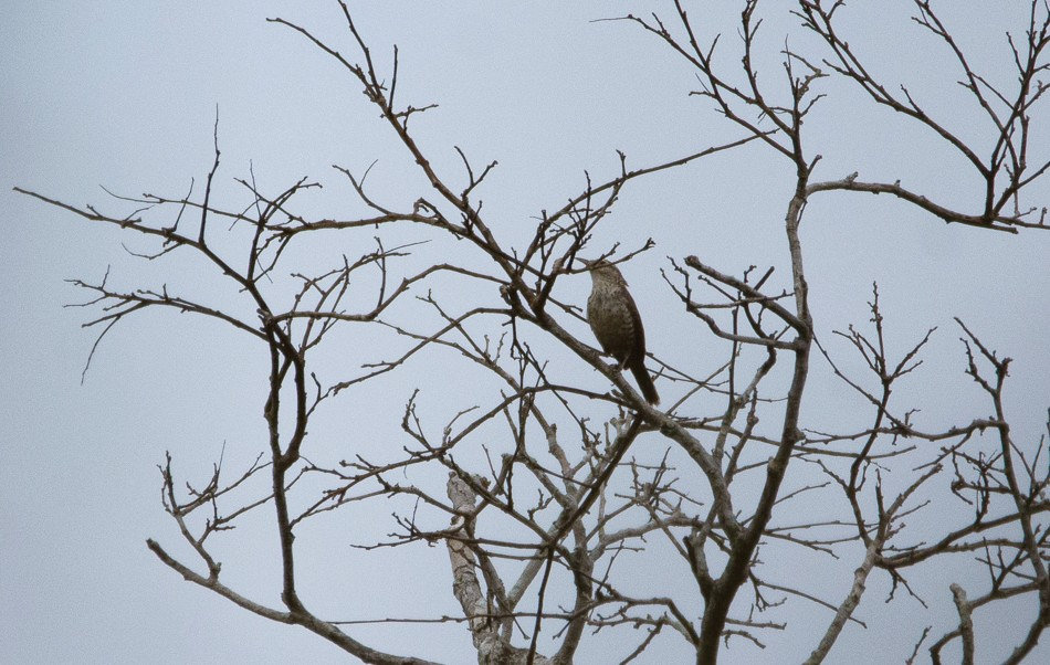 Foto catatau (Campylorhynchus turdinus) Por Rosi Oliveira | Wiki Aves ...