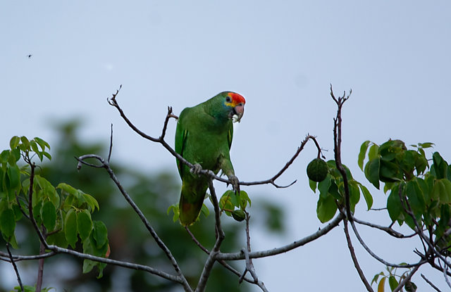Foto chauá (Amazona rhodocorytha) Por Rosi Oliveira | Wiki Aves - A ...