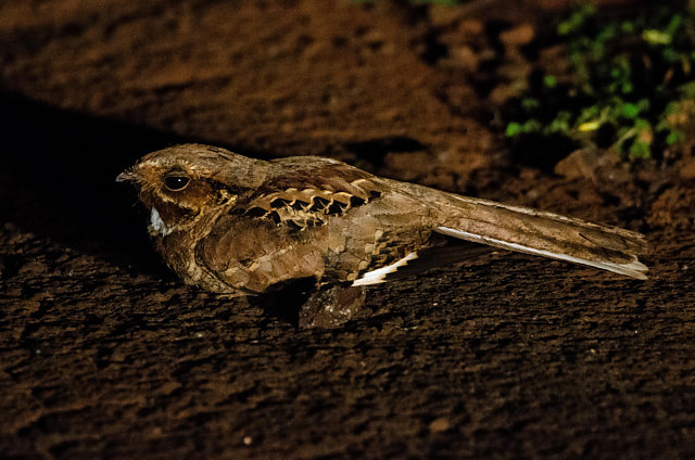 Foto bacurau (Nyctidromus albicollis) Por Aluisio Ribeiro | Wiki Aves ...