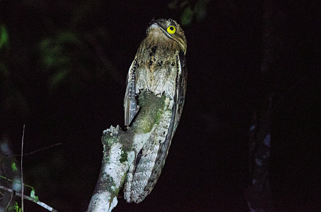 Foto urutau (Nyctibius griseus) Por Aluisio Ribeiro | Wiki Aves - A ...