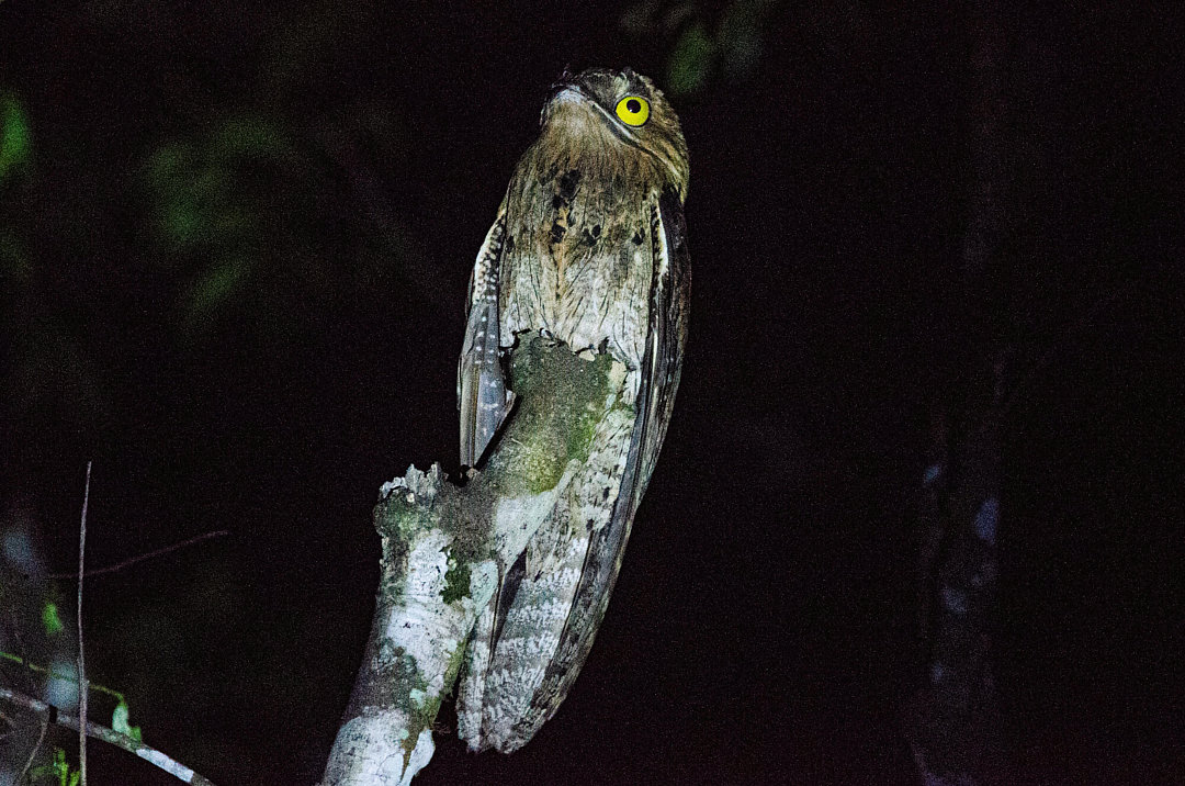 Foto urutau (Nyctibius griseus) Por Aluisio Ribeiro | Wiki Aves - A ...