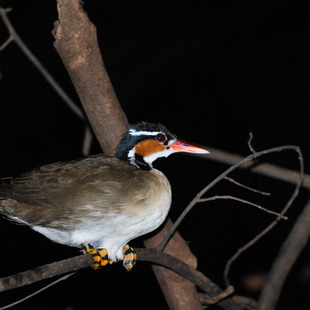 picaparra (Heliornis fulica) | WikiAves - A Enciclopédia das Aves do Brasil