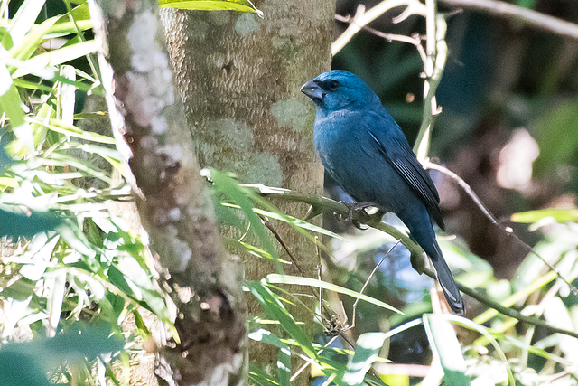 Foto azulinho (Cyanoloxia glaucocaerulea) Por Luiz Bravo | Wiki Aves ...