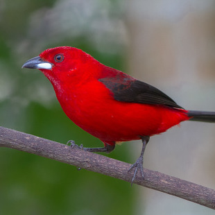 tiê-sangue (Ramphocelus bresilius) | WikiAves - A Enciclopédia das Aves ...