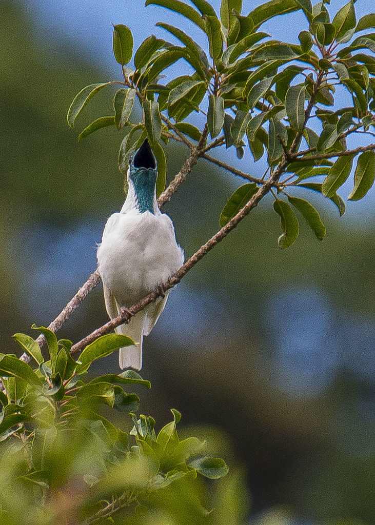 Foto araponga (Procnias nudicollis) Por Jose Maria V. Franco | Wiki ...