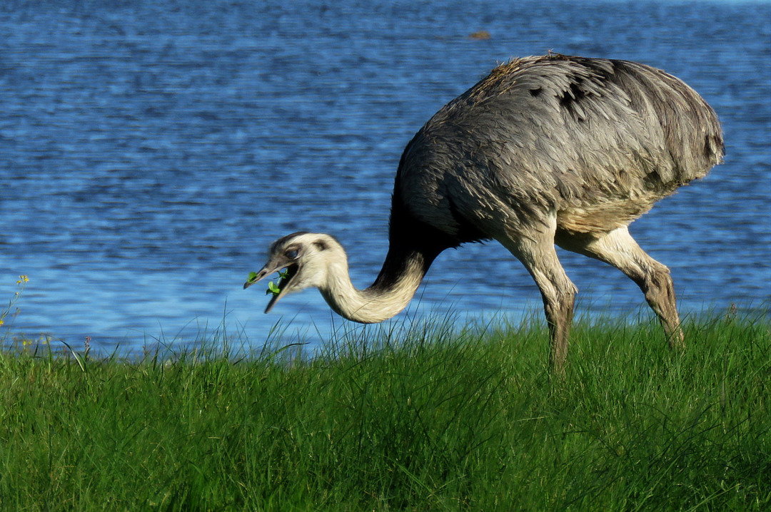 Foto ema (Rhea americana) Por Caio Belleza | Wiki Aves - A Enciclopédia ...
