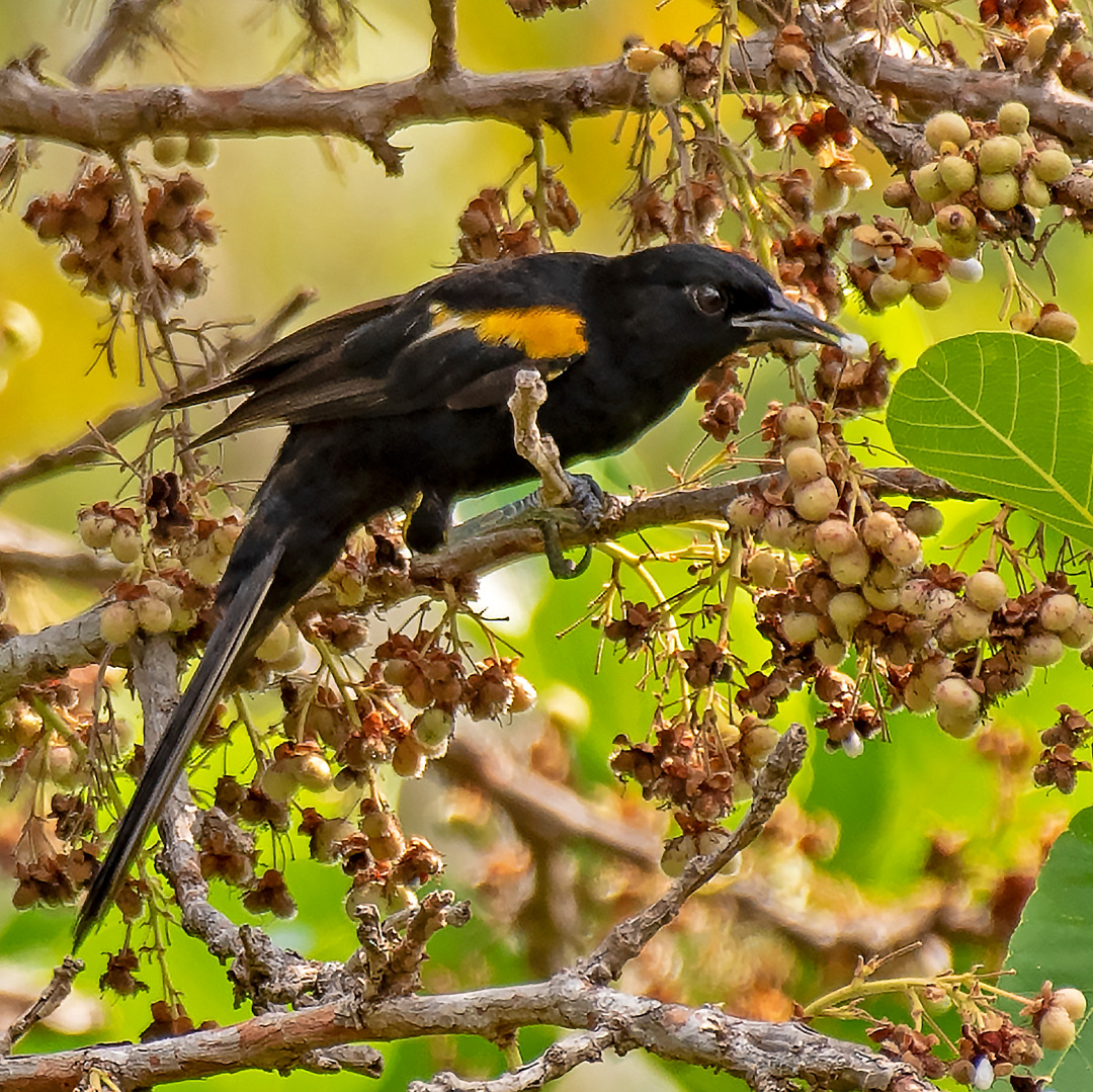 Foto inhapim (Icterus cayanensis) Por José Rondon | Wiki Aves - A ...