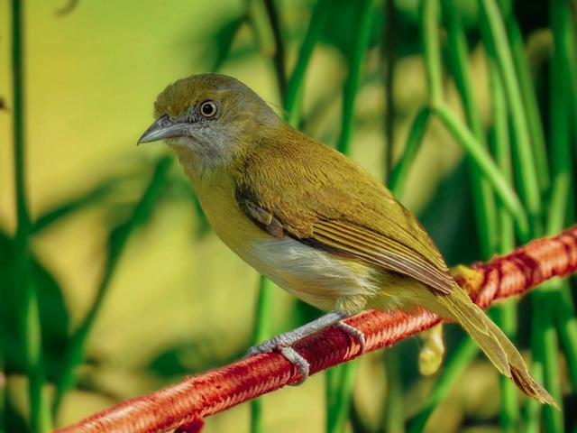 Foto vite-vite (Hylophilus thoracicus) Por Andiara PS | Wiki Aves - A ...